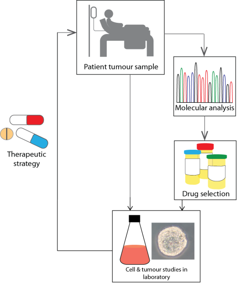 Using patients’ own cells to kill cancer | erlerlab